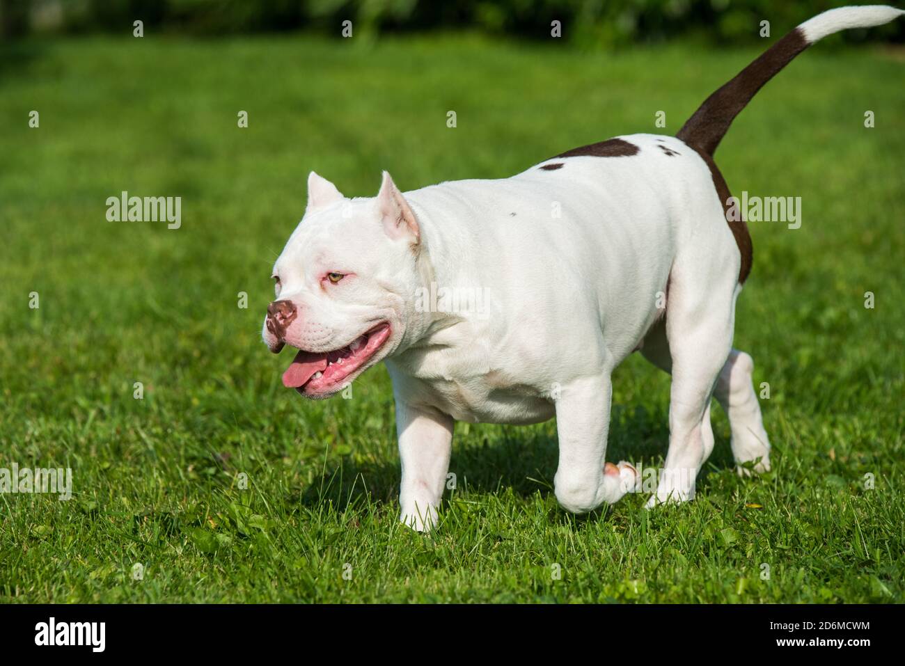 Razors Edge Bully Pitbull