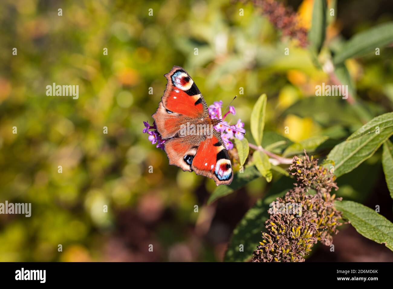 Peacock bush hi-res stock photography and images - Alamy