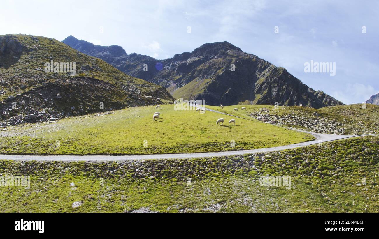 Aerial view of sheep eating at the mountains of Kuhtai in the Austrian ...