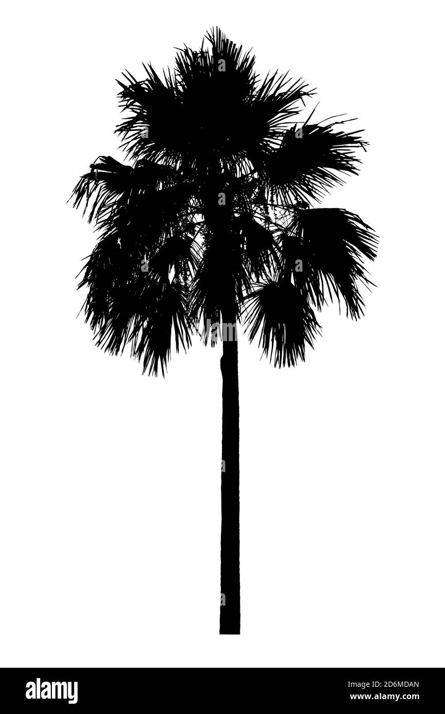 Big tree on dark Black and White Stock Photos & Images - Alamy