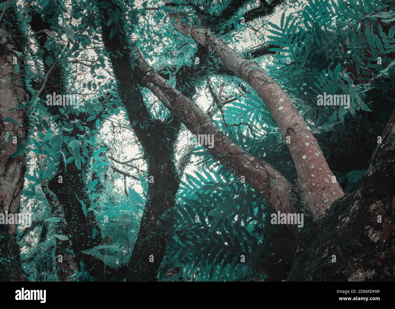 close up tree rainforest beautiful on white background Stock Photo - Alamy