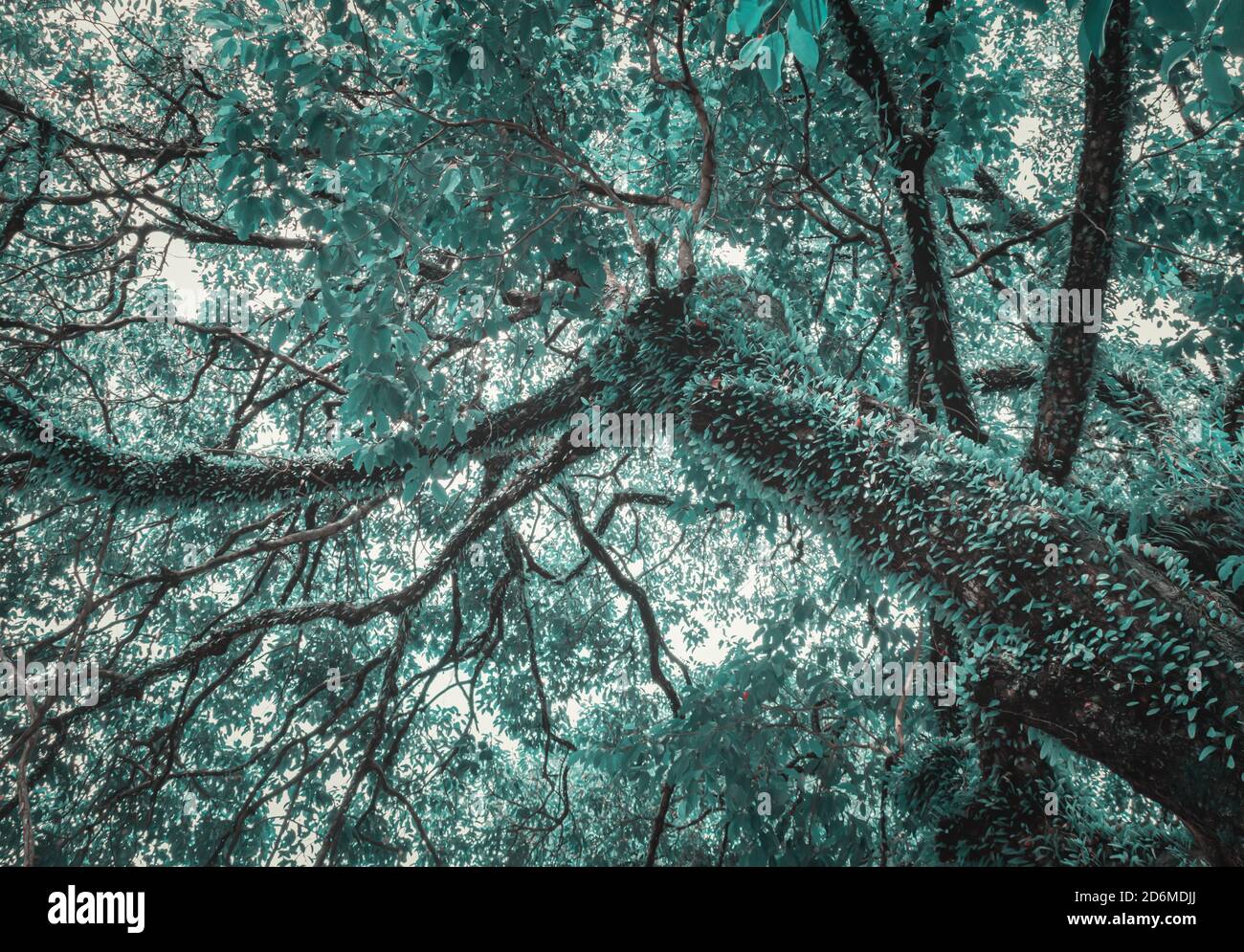 close up tree rainforest beautiful on white background Stock Photo - Alamy