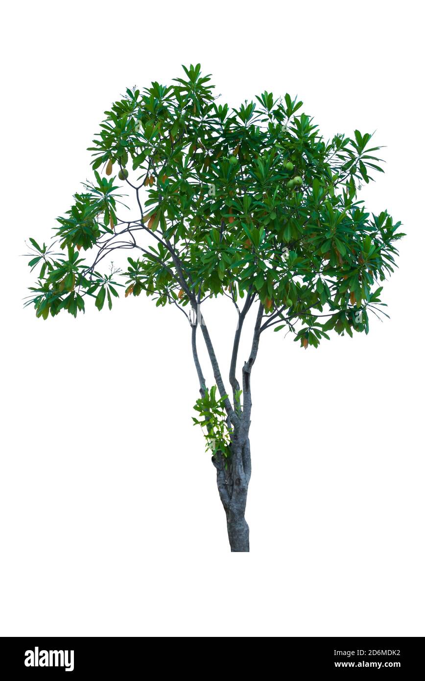 tree and leaf beautiful on white background. Cerbera plant or Alstonia ...