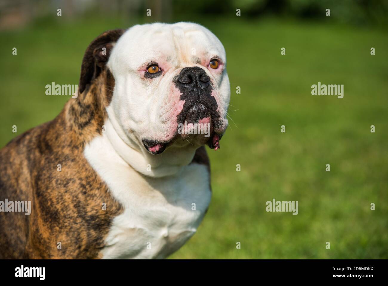 Are American Bulldog Aggressive