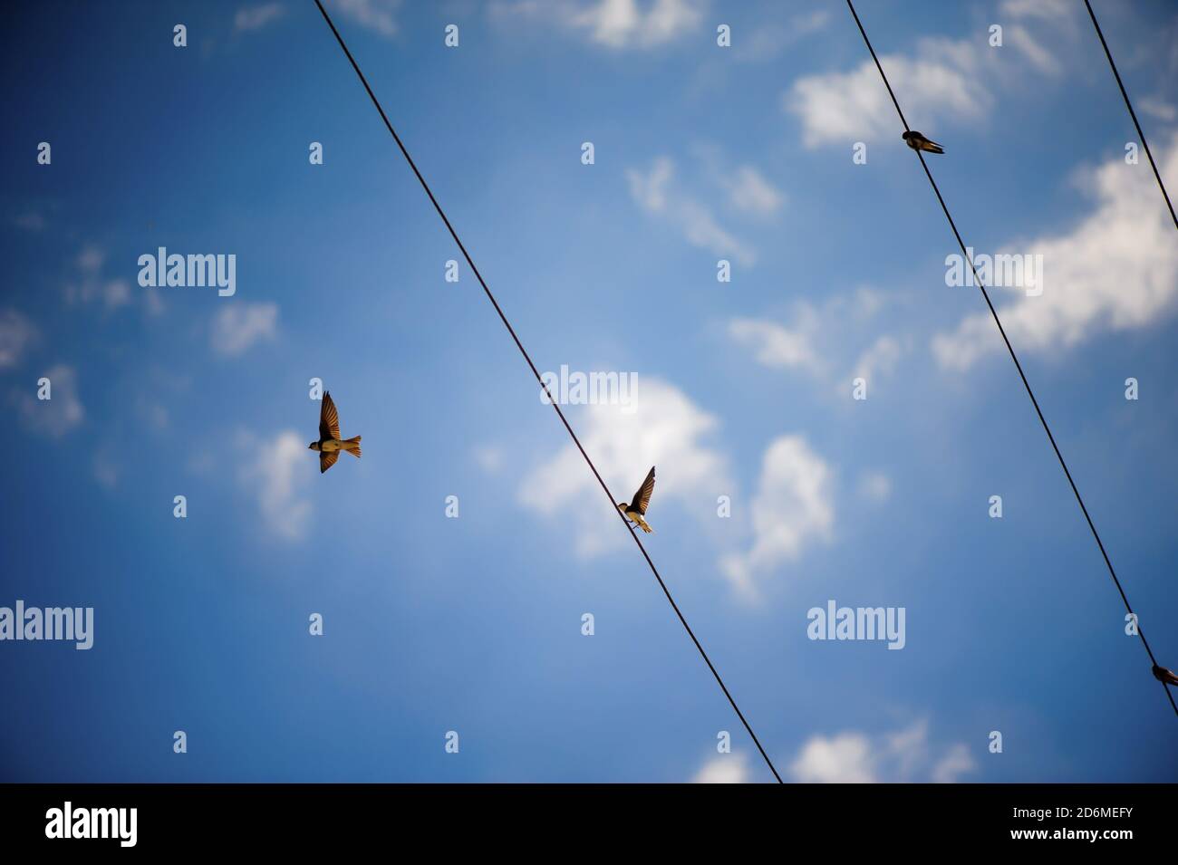 Barn swallow flock hi-res stock photography and images - Alamy