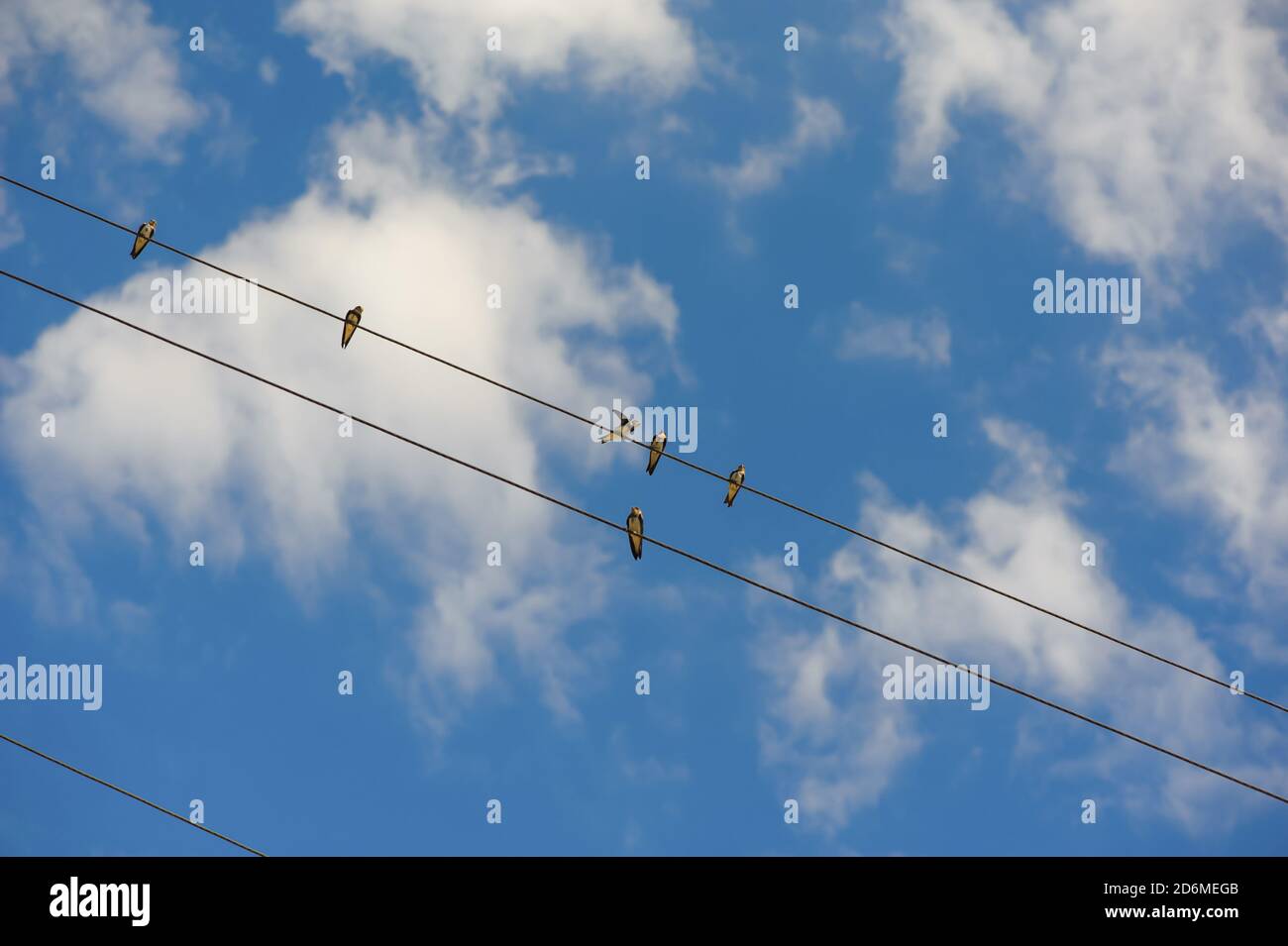 Barn Swallow Flock High Resolution Stock Photography and Images - Alamy