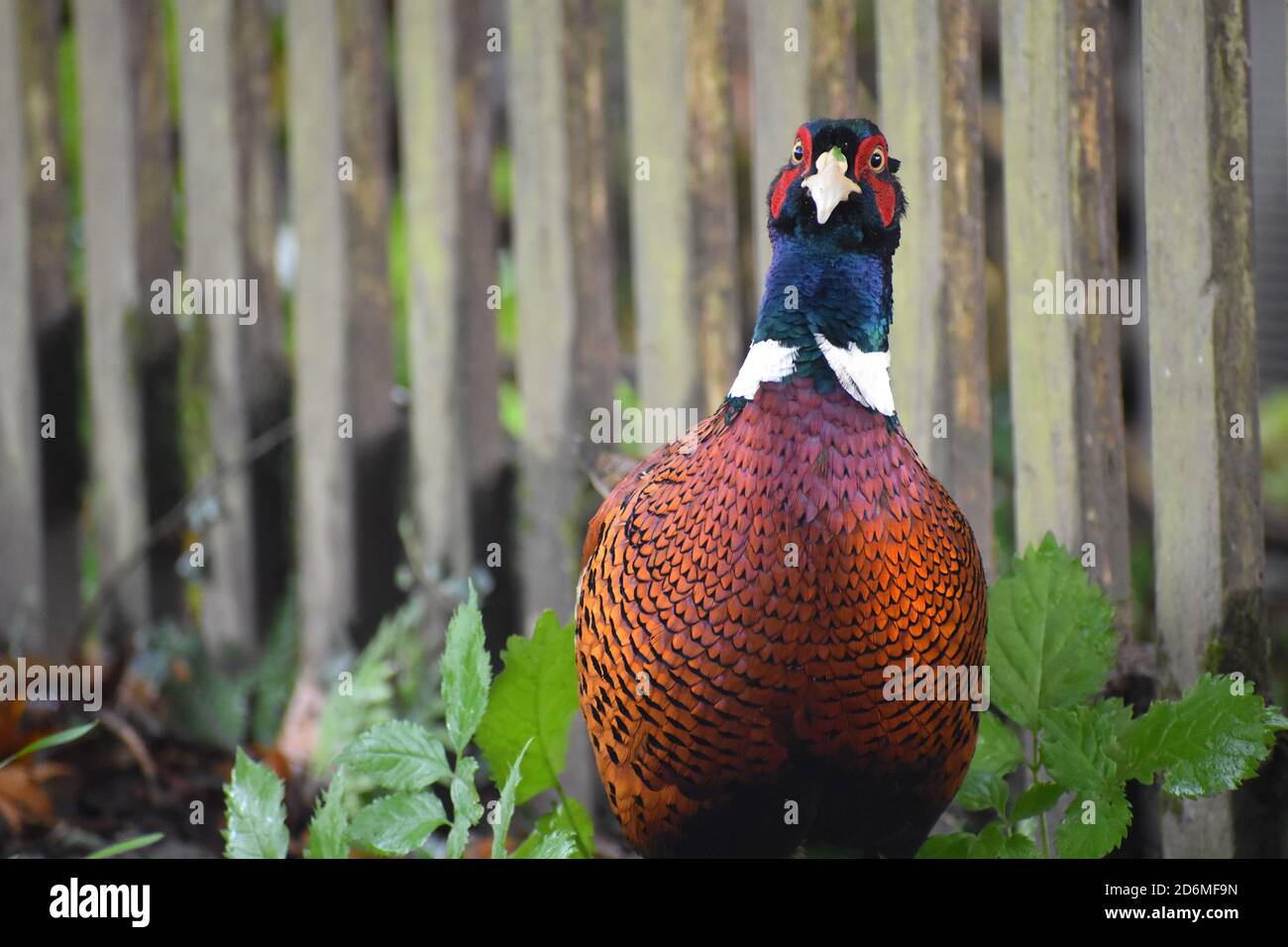 Male pheasant. Colourful game bird with brown body plumage blue-green ...