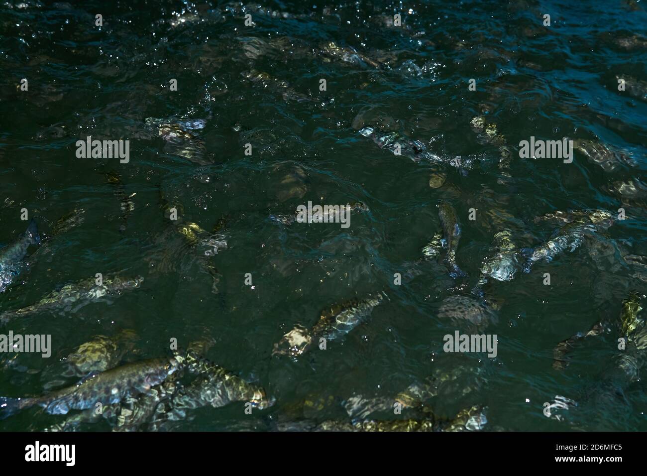 blurred background - trout splashing in the water at a fish farm ...