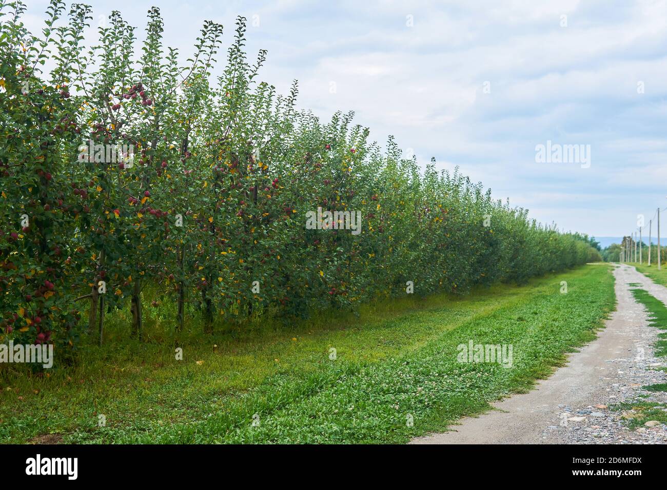 apple orchards with young trees next to a dirt road in the countryside ...