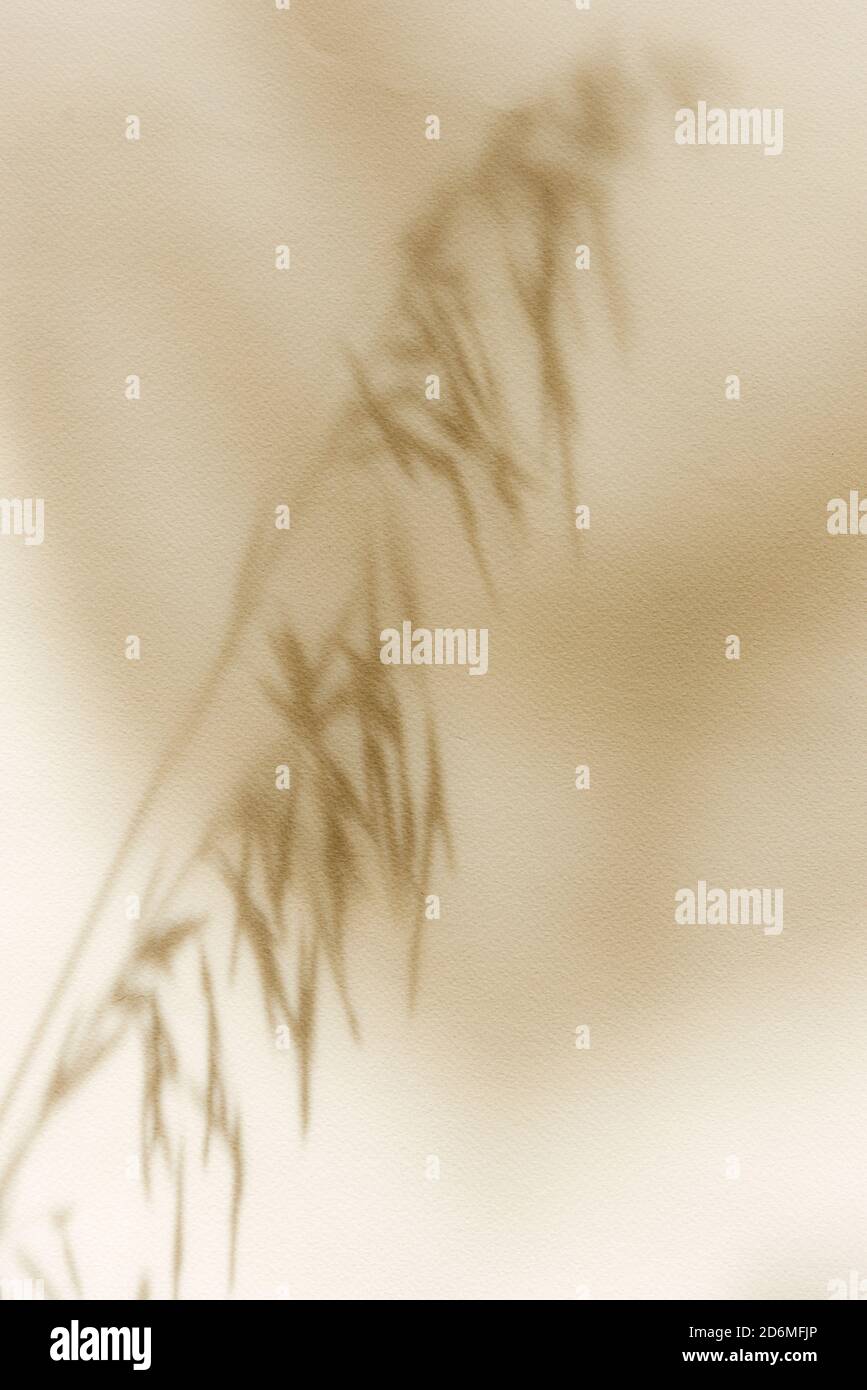 Summer background of shadows tall grass on a white wall. Sepia for ...