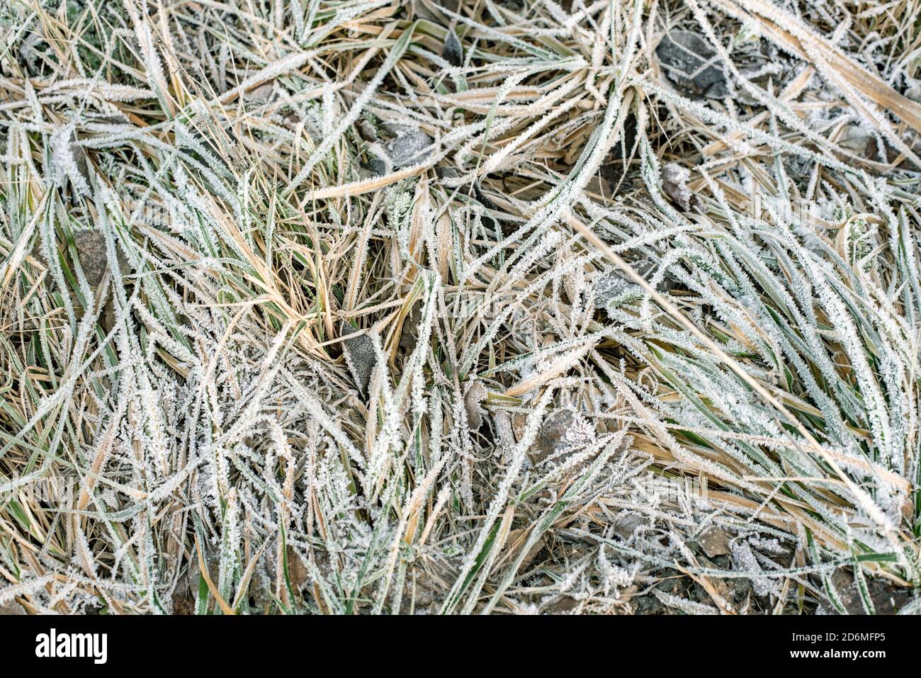 Dry frozen grass, covered with frosty morning in late autumn. Freezing ...