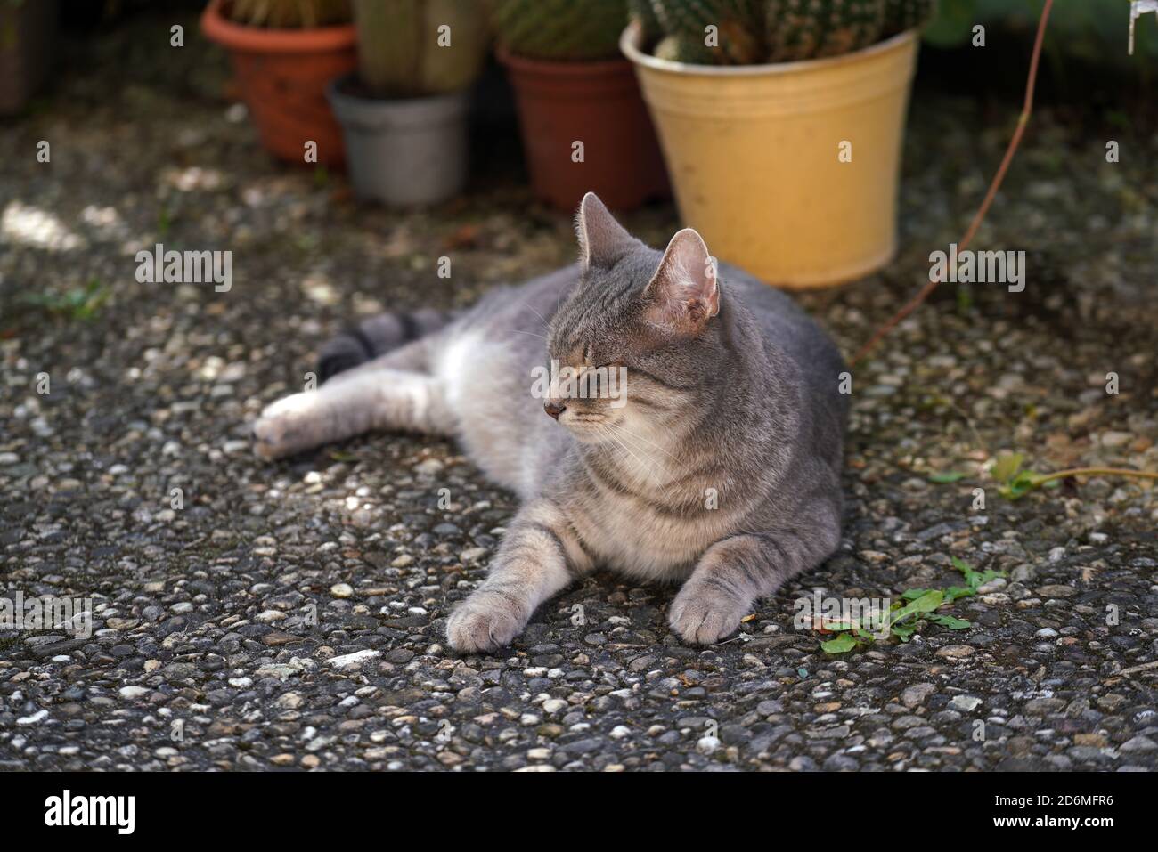 Selective focus shot of a fat fancy cat lying on the ground Stock Photo ...