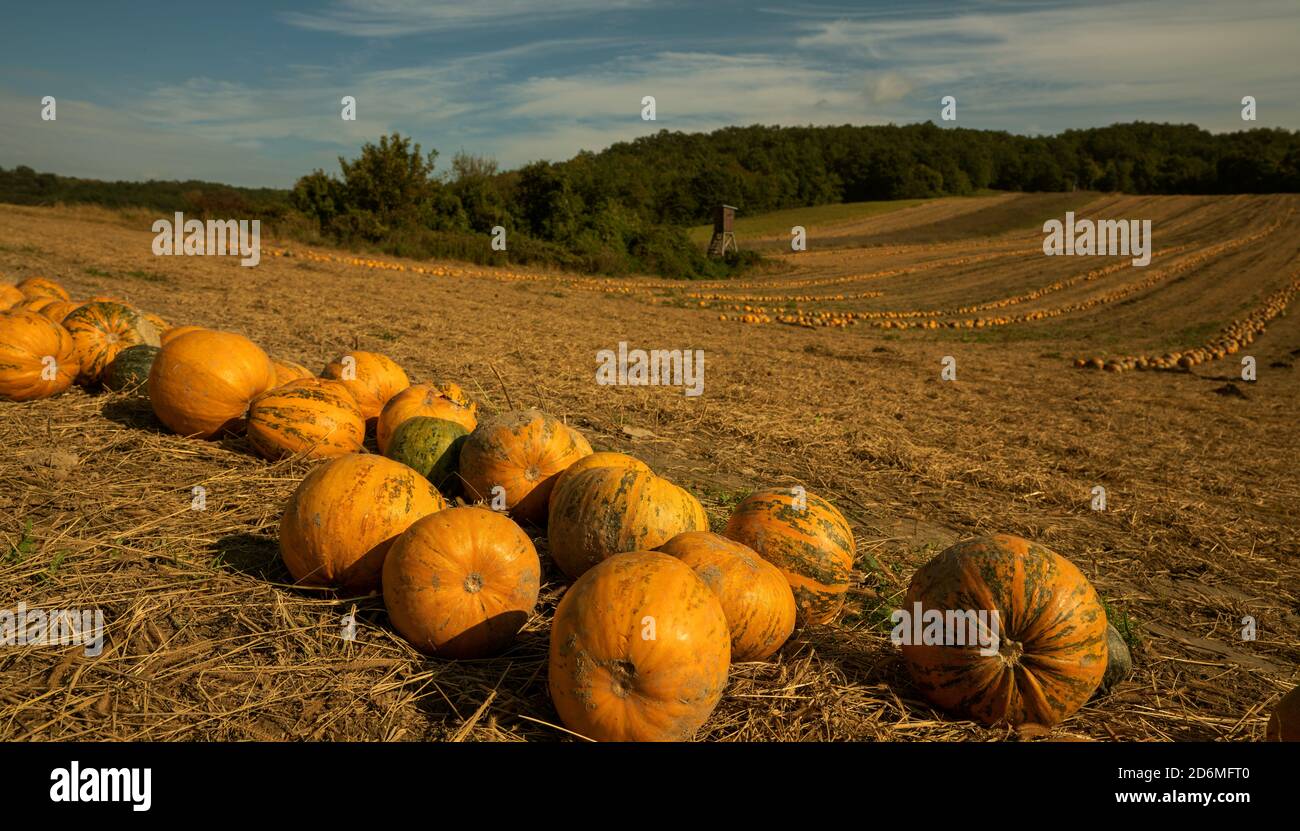 Rolling pumpkins hi-res stock photography and images - Alamy