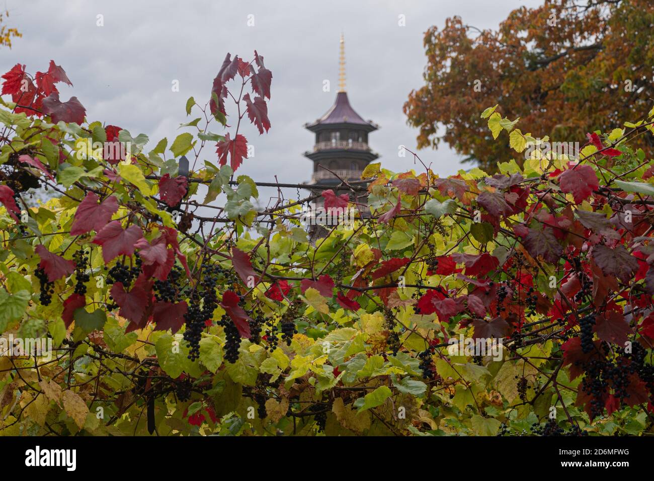 Japanese pagoda tree kew hi-res stock photography and images - Alamy