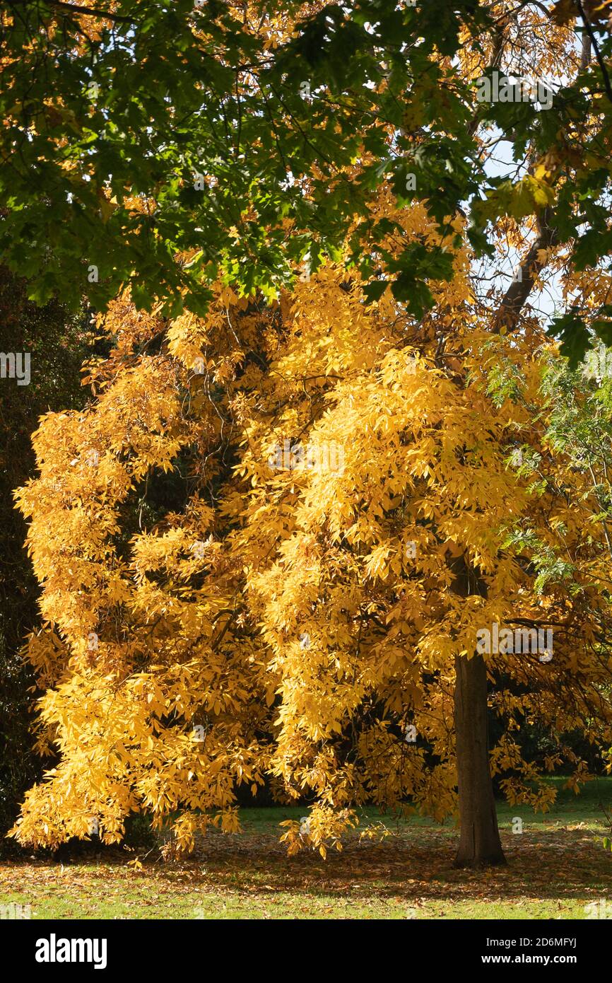 Beautiful yellow leaves of the Carya ovata tree, commonly known as the ...