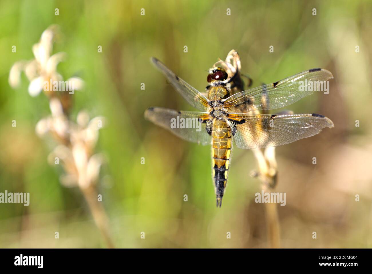 Colourful dragonfly resting in reed by a lake. Blended, green ...