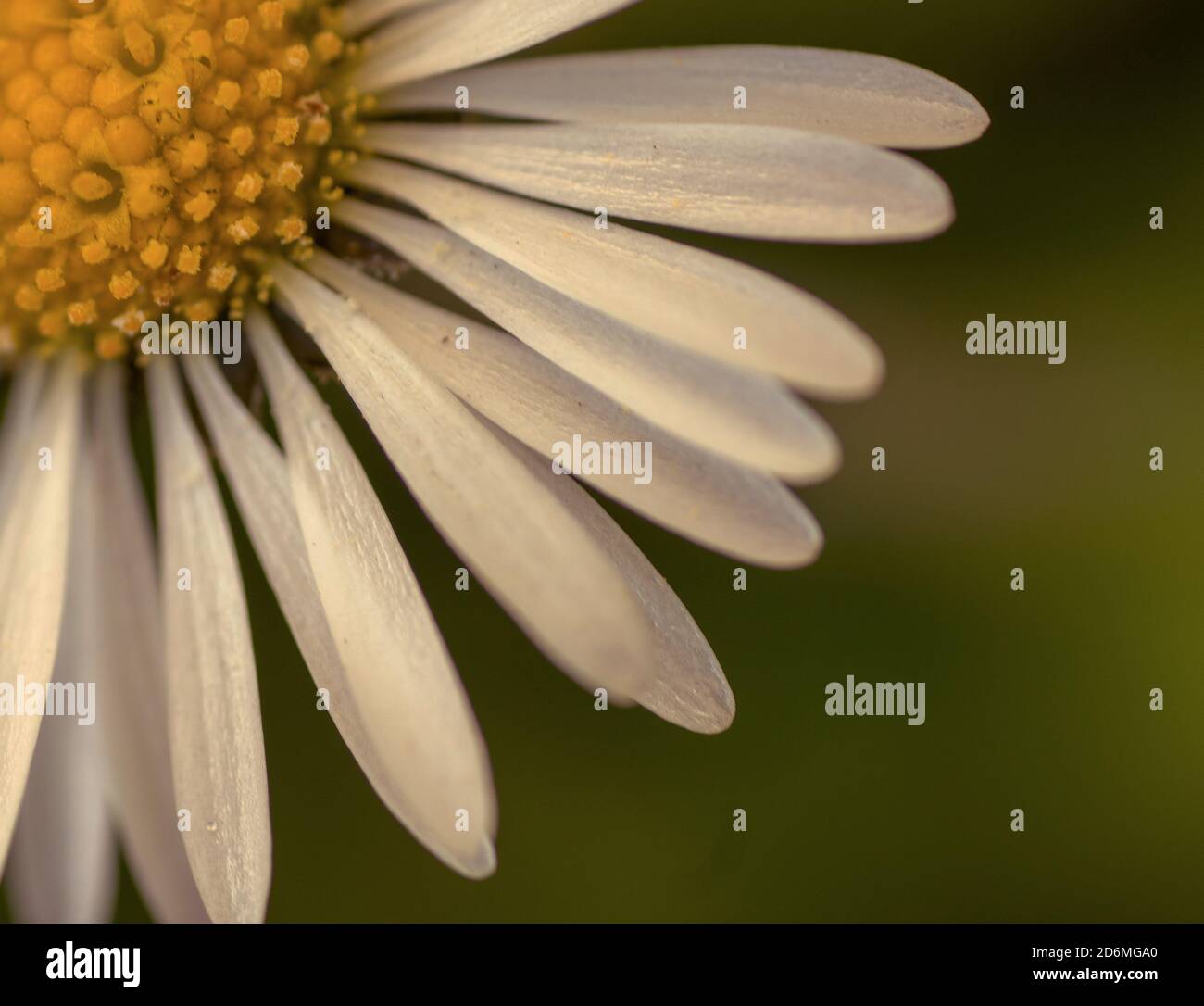 Focus shot of flower hi-res stock photography and images - Alamy