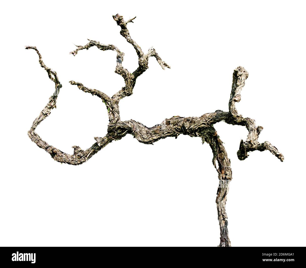 Dry branch isolated on white background Stock Photo - Alamy