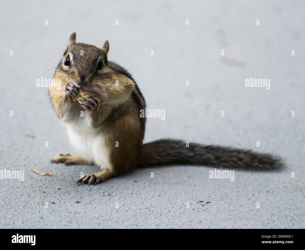 A chipmunk eating peanuts Stock Photo - Alamy