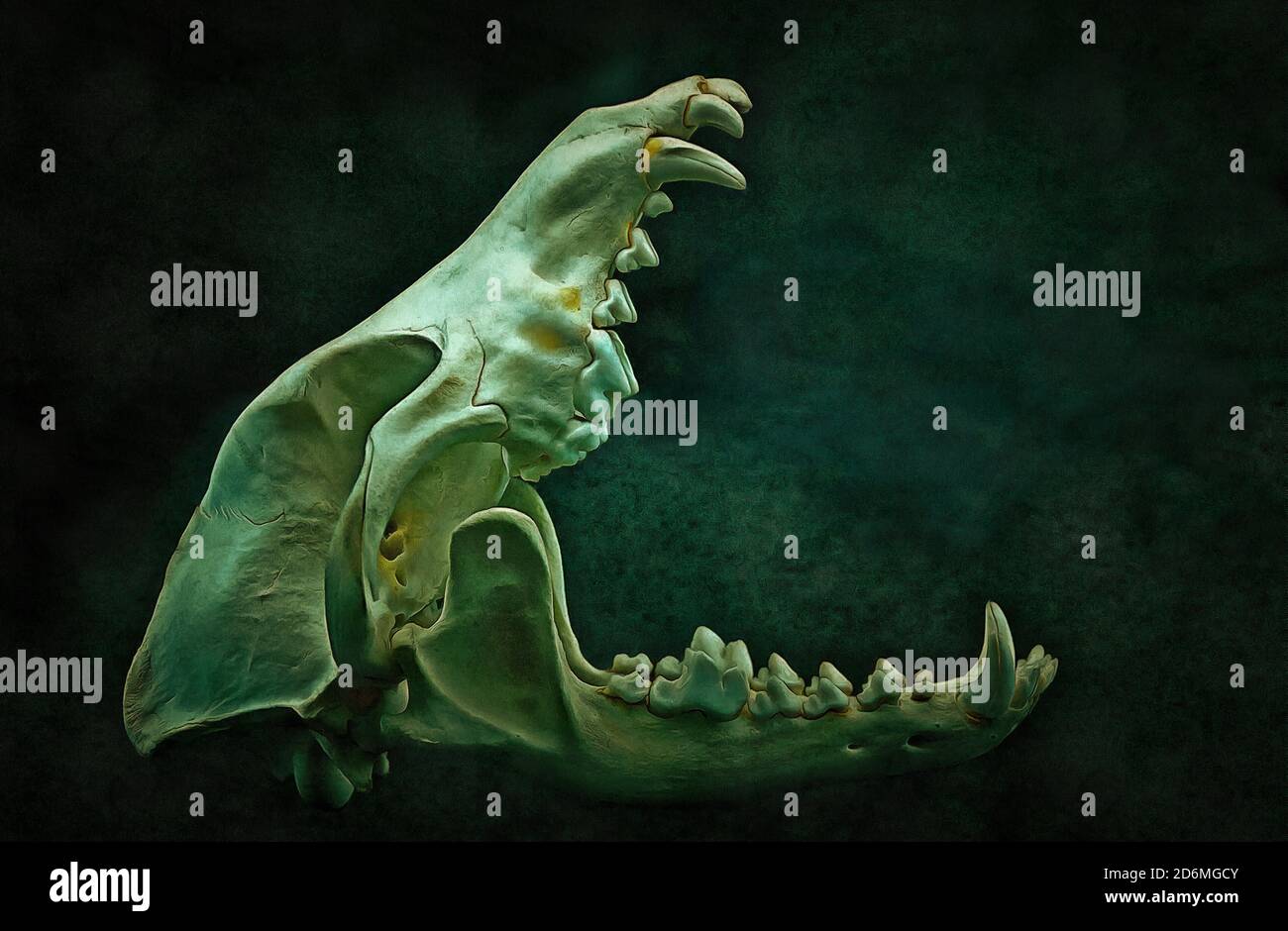 Wolf bones anatomy hi-res stock photography and images - Alamy