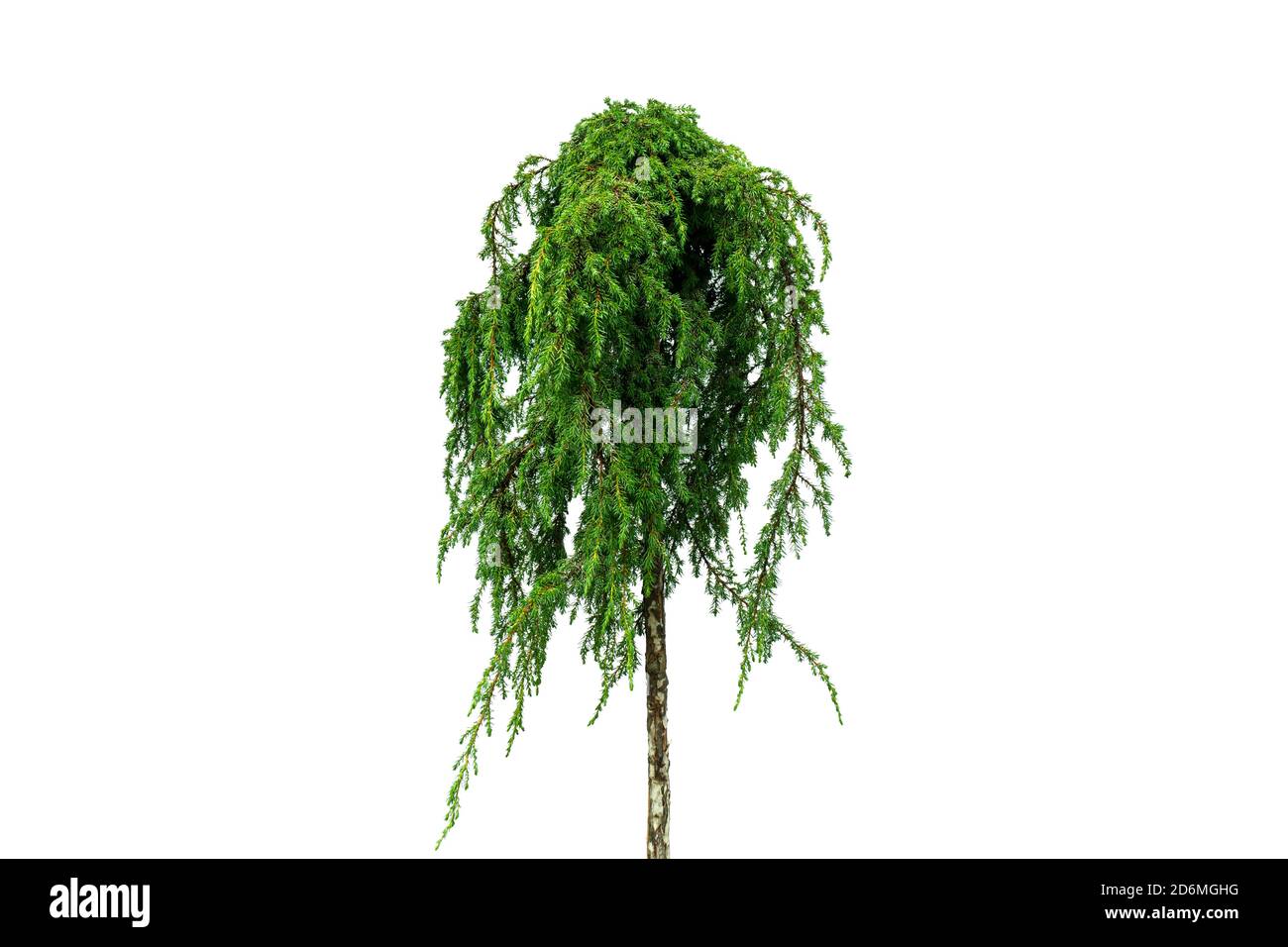 Juniper tree isolated on white background. Ggreen juniper isolated on ...