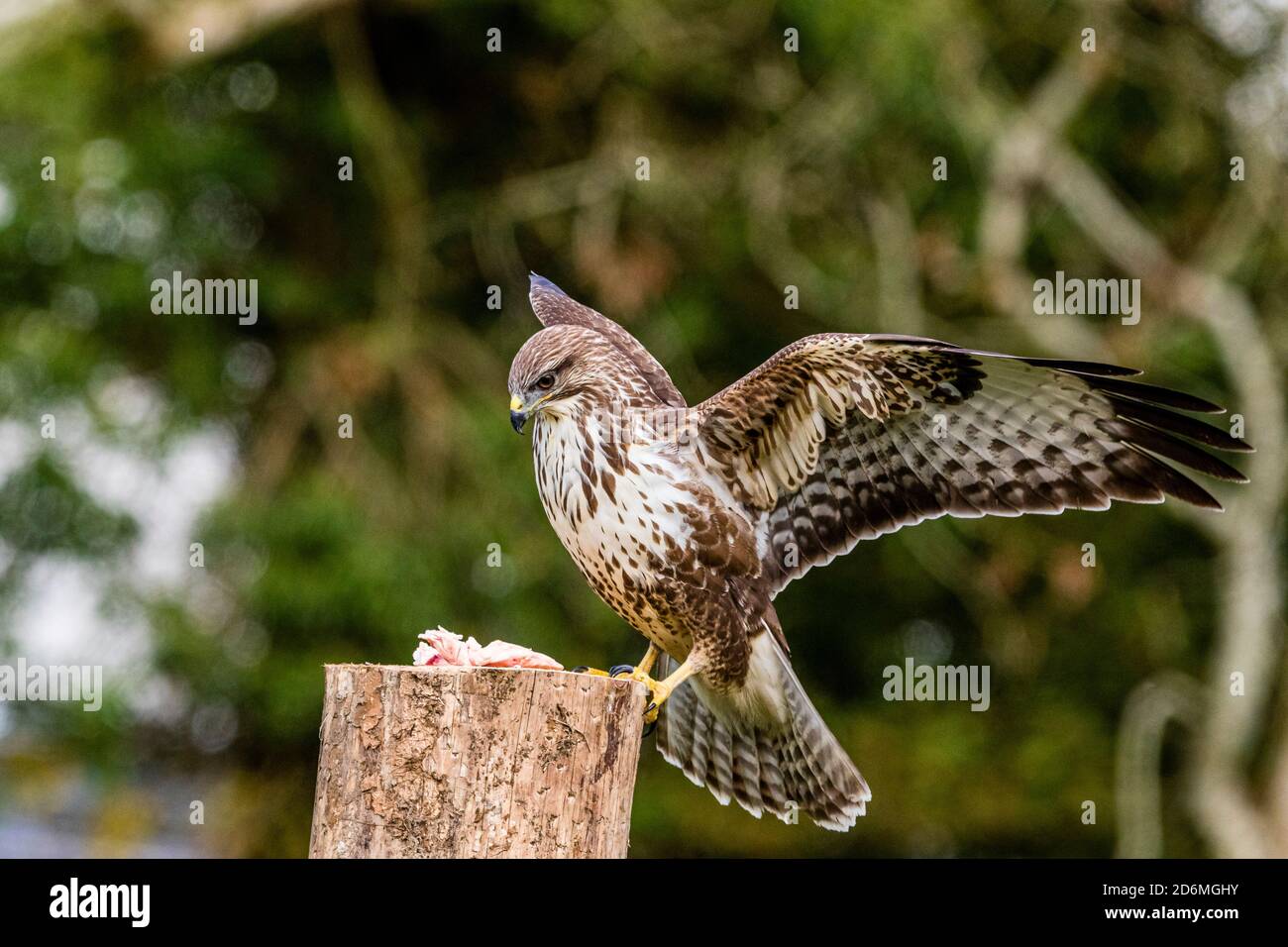 Common buzzard in mid Wales Stock Photo - Alamy