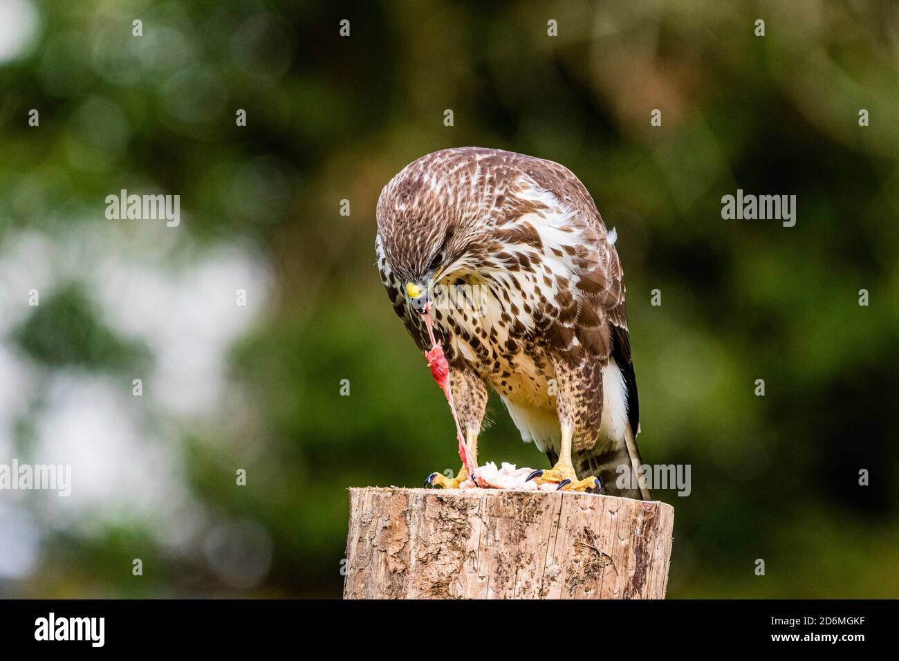 Common buzzard in mid Wales Stock Photo - Alamy