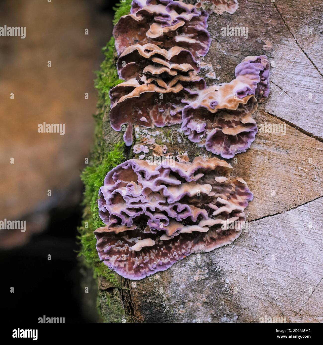 Silver leaf fungus hi-res stock photography and images - Alamy