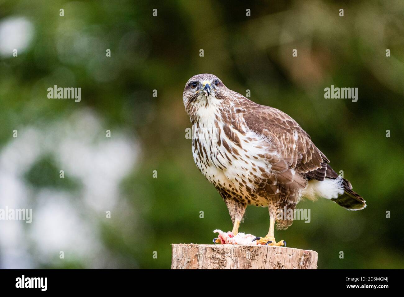 Common buzzard in mid Wales Stock Photo - Alamy