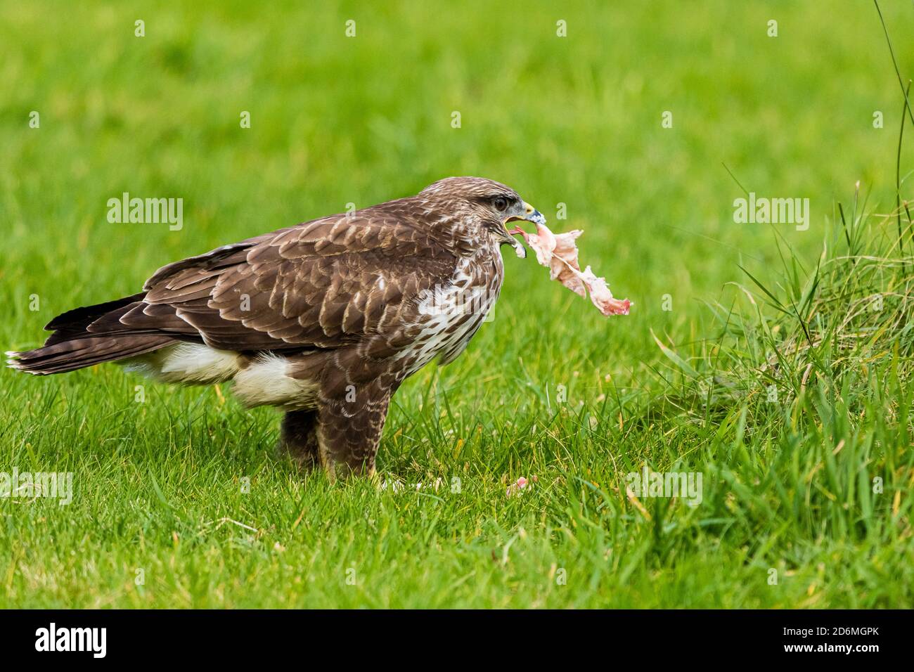 Common buzzard in mid Wales Stock Photo - Alamy