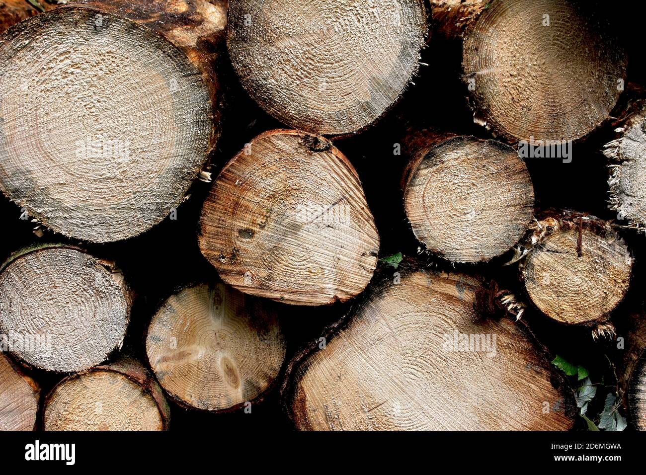 wooden texture tree rings outdoor Stock Photo - Alamy