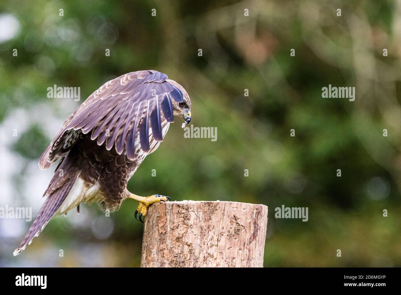 Common buzzard in mid Wales Stock Photo - Alamy