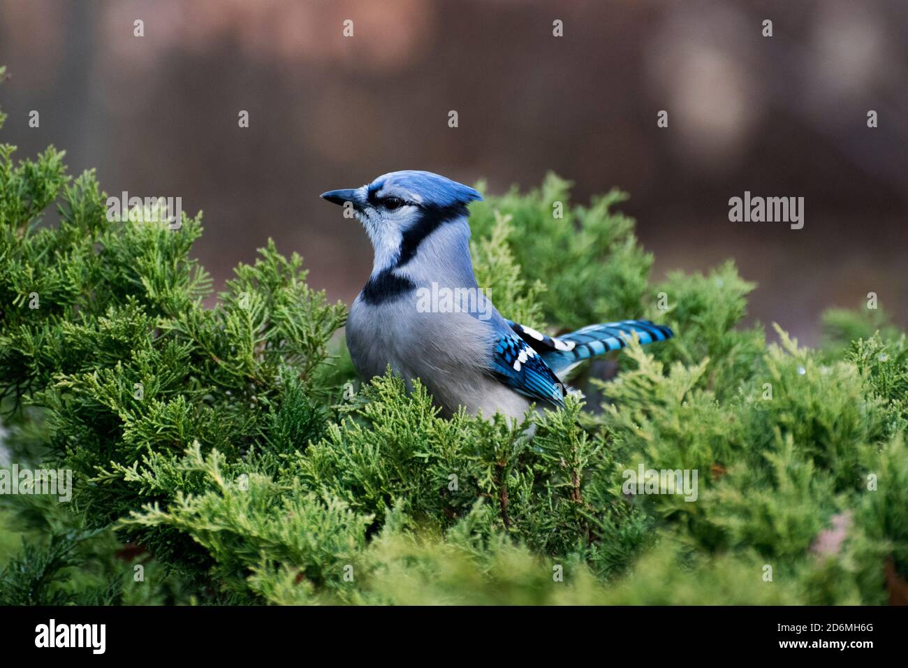 Blue jay in tree hi-res stock photography and images - Alamy