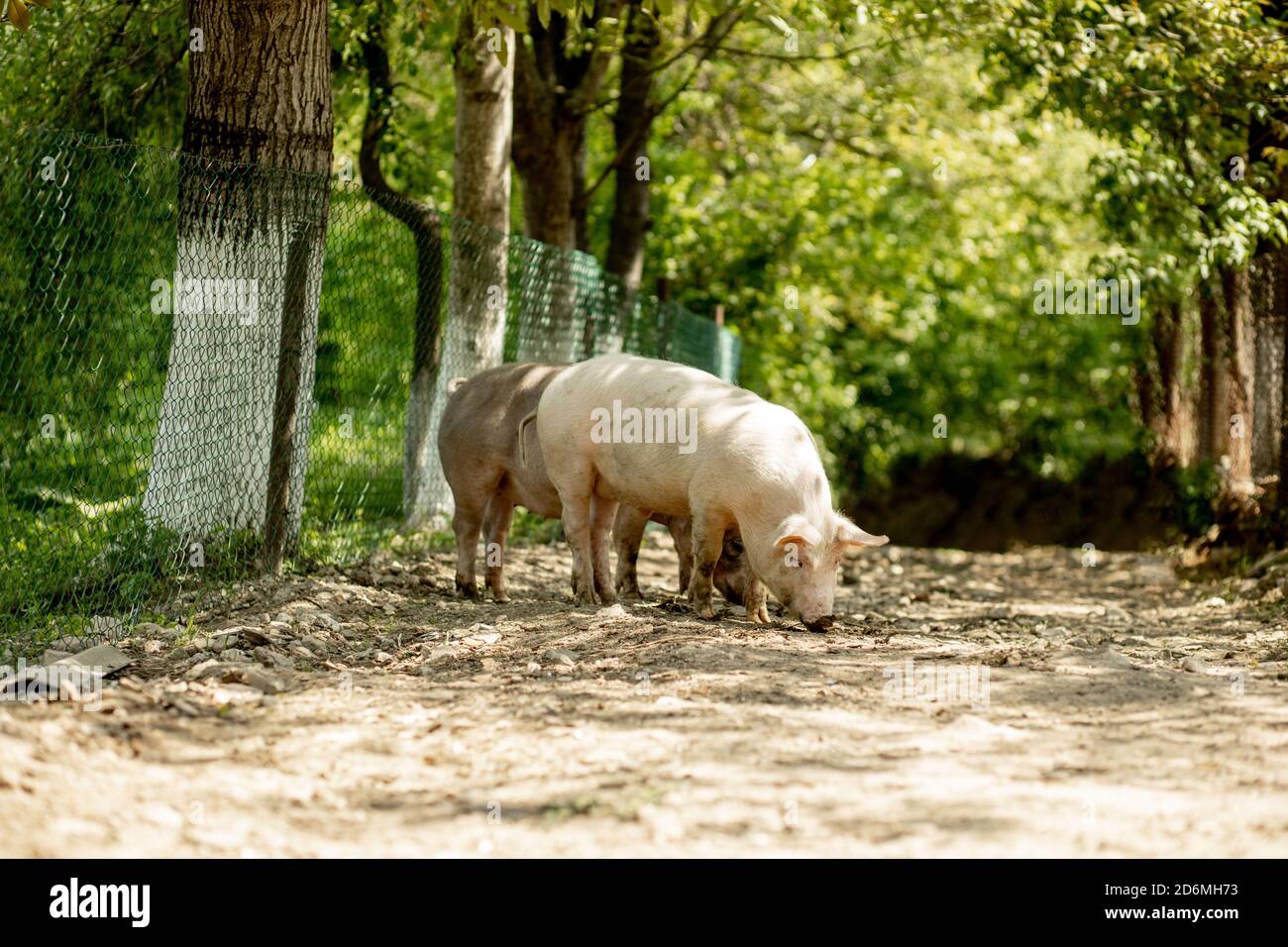 Pigs walk on the road in the countryside. Rural landscape Stock Photo ...