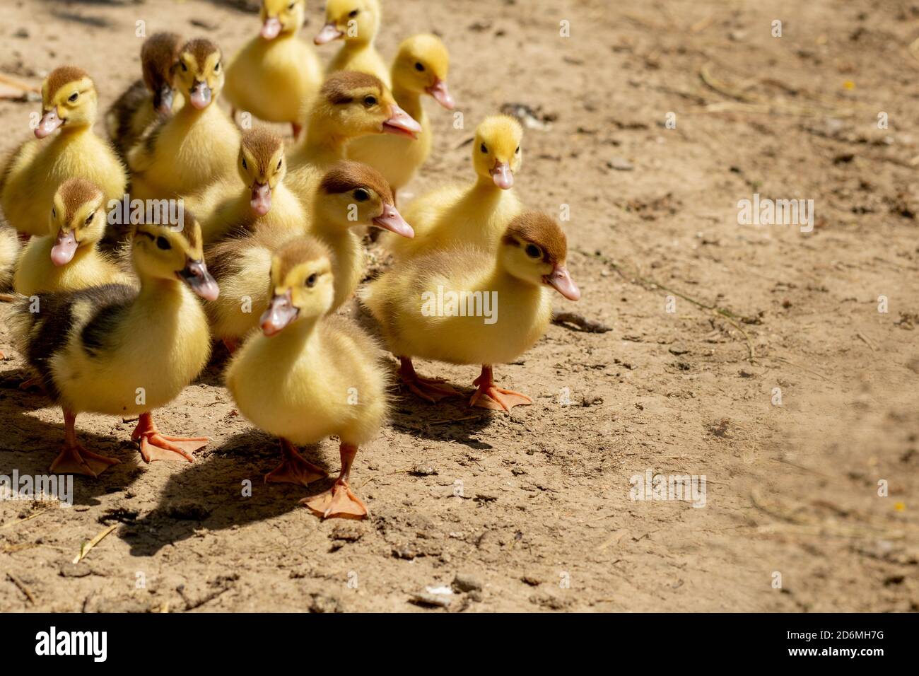 Mother duck with her ducklings. There are many ducklings following the ...
