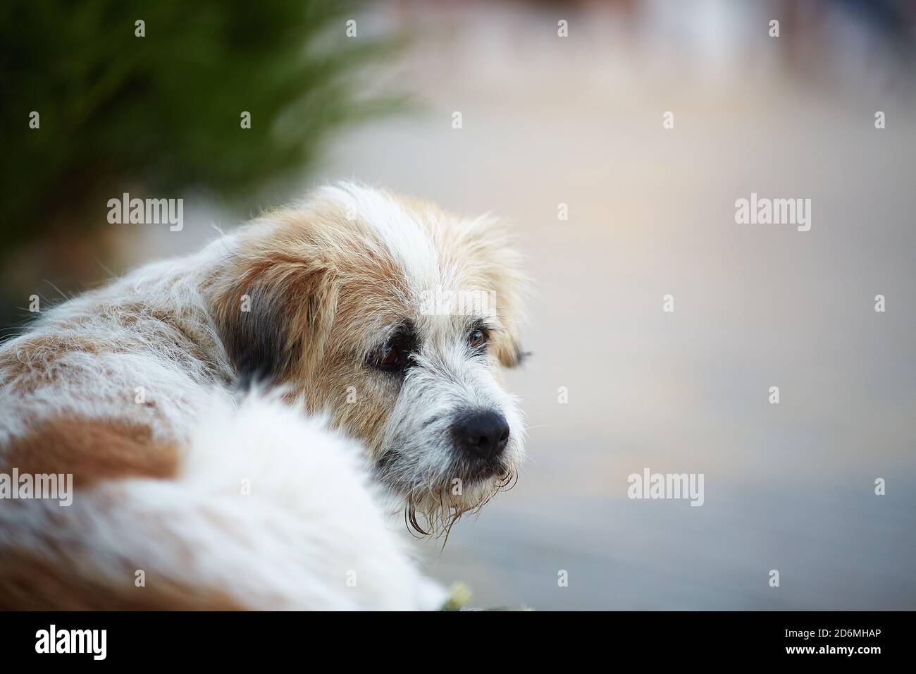 Homeless stray dog lies on the road and looks at the camera Stock Photo ...