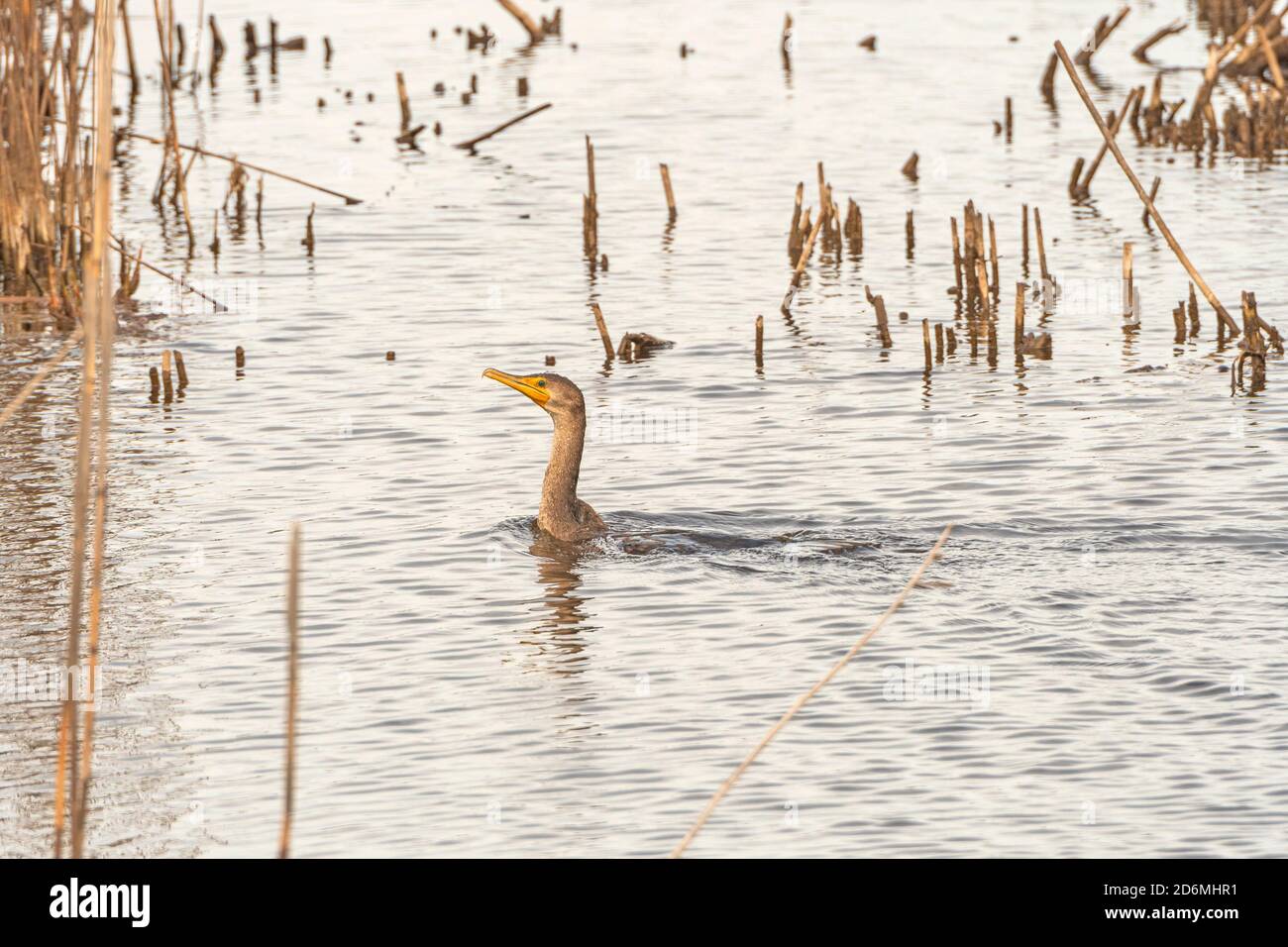 Juvenile cormorant hi-res stock photography and images - Alamy