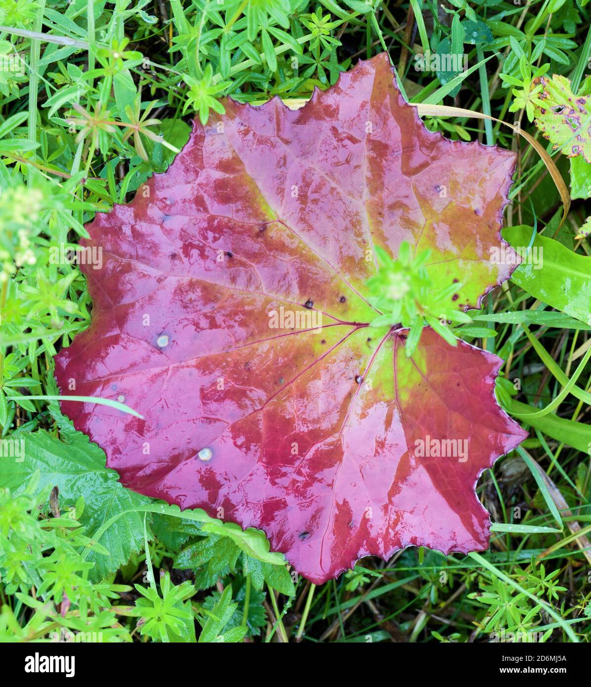 Rod blad hi-res stock photography and images - Alamy