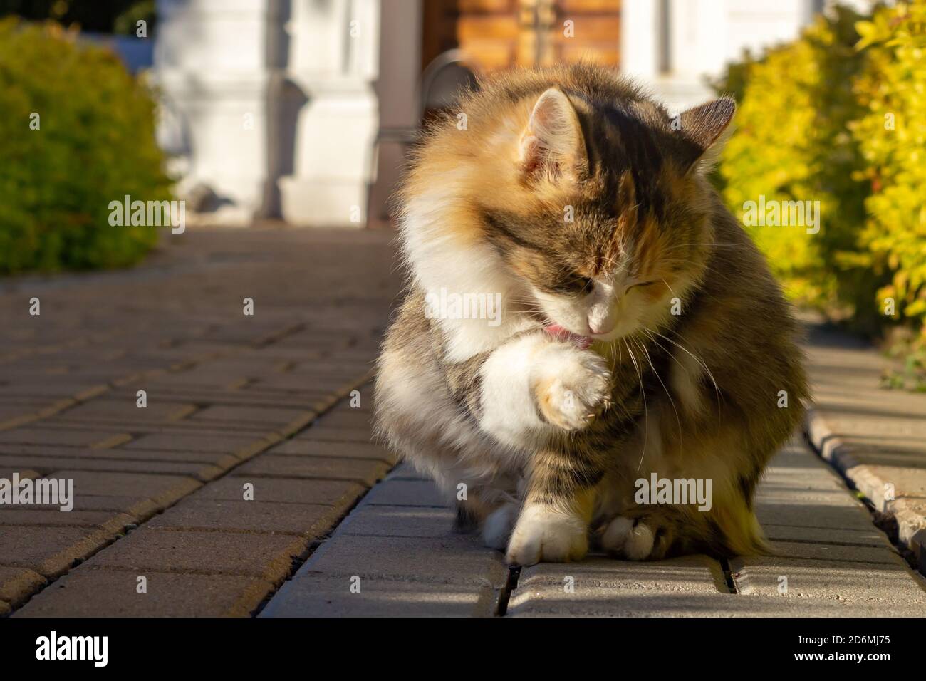 Domestic cat paw and mouth hi-res stock photography and images - Alamy
