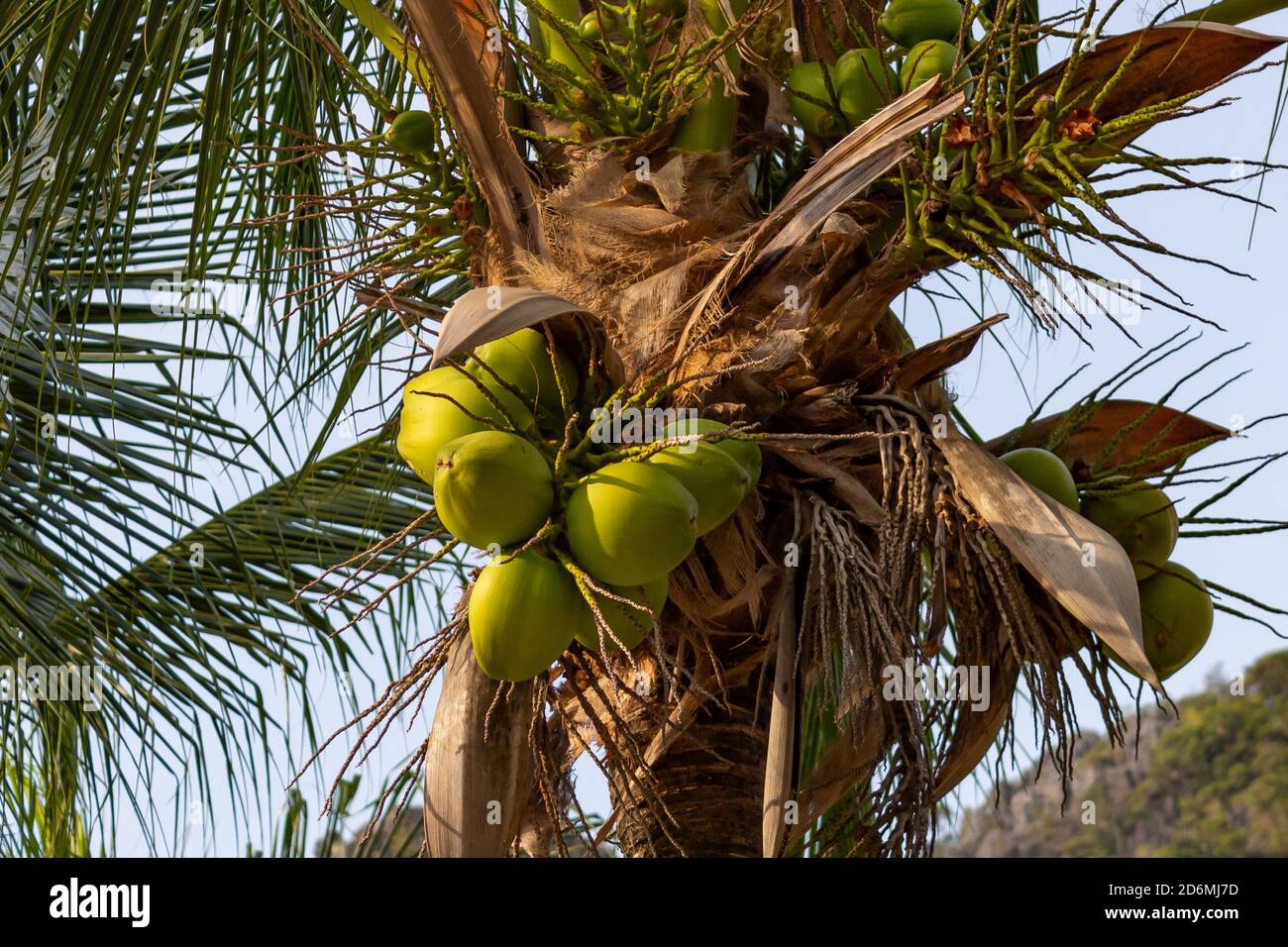 coconut tree with coconuts Stock Photo - Alamy
