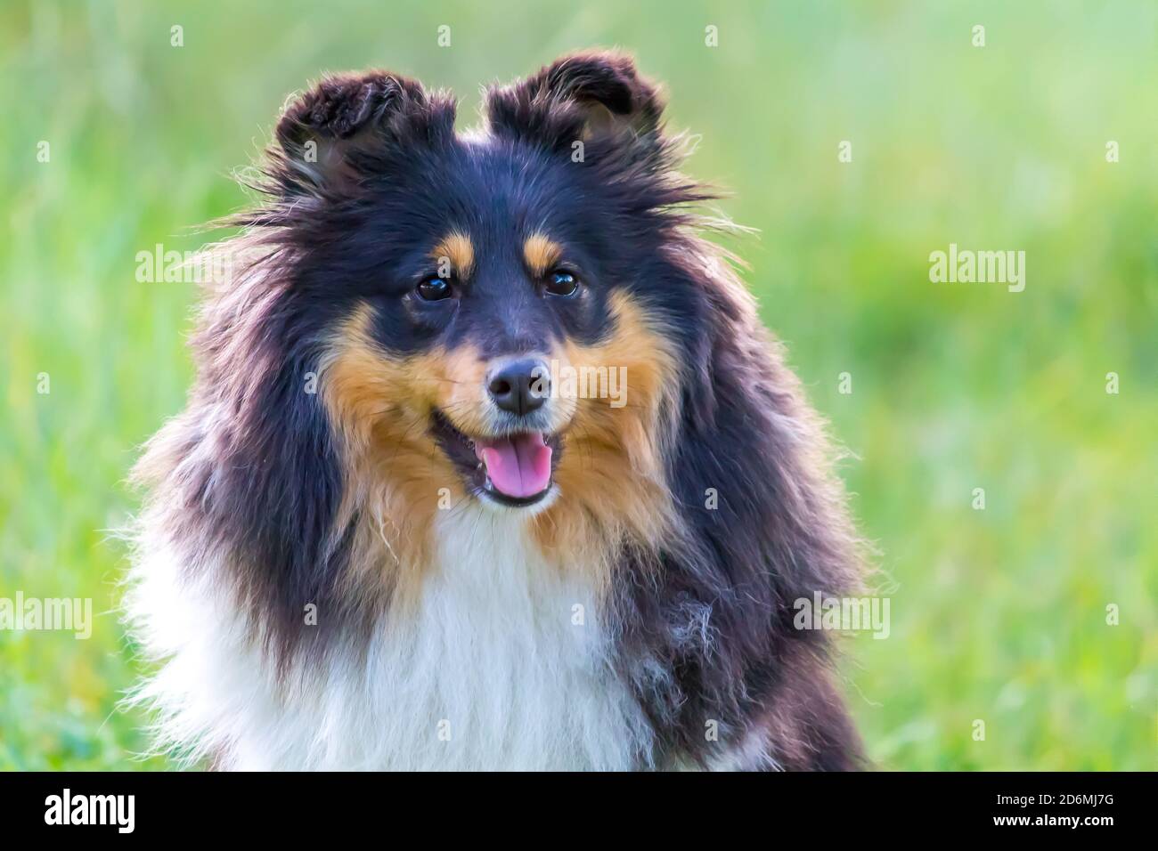 Australian shepherd and sheltie hi-res stock photography and images - Alamy