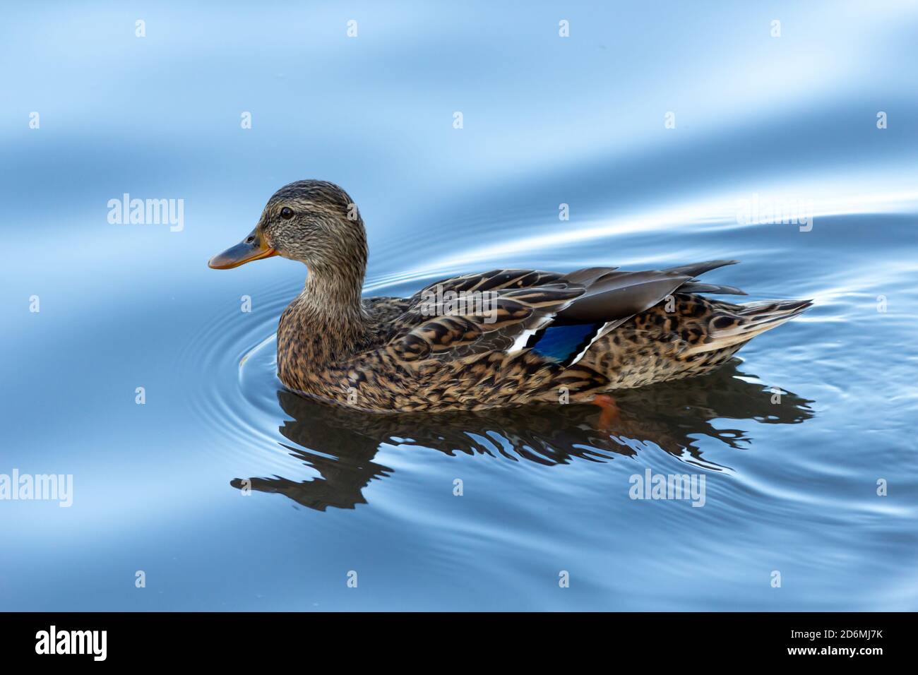 Mirror duck hi-res stock photography and images - Alamy