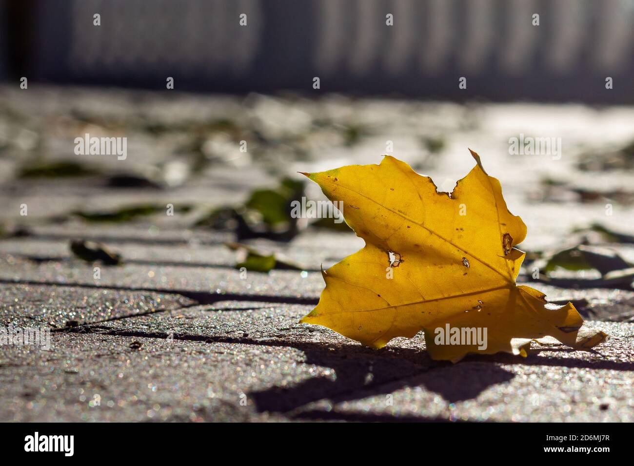 Maple tree on sidewalk hi-res stock photography and images - Alamy
