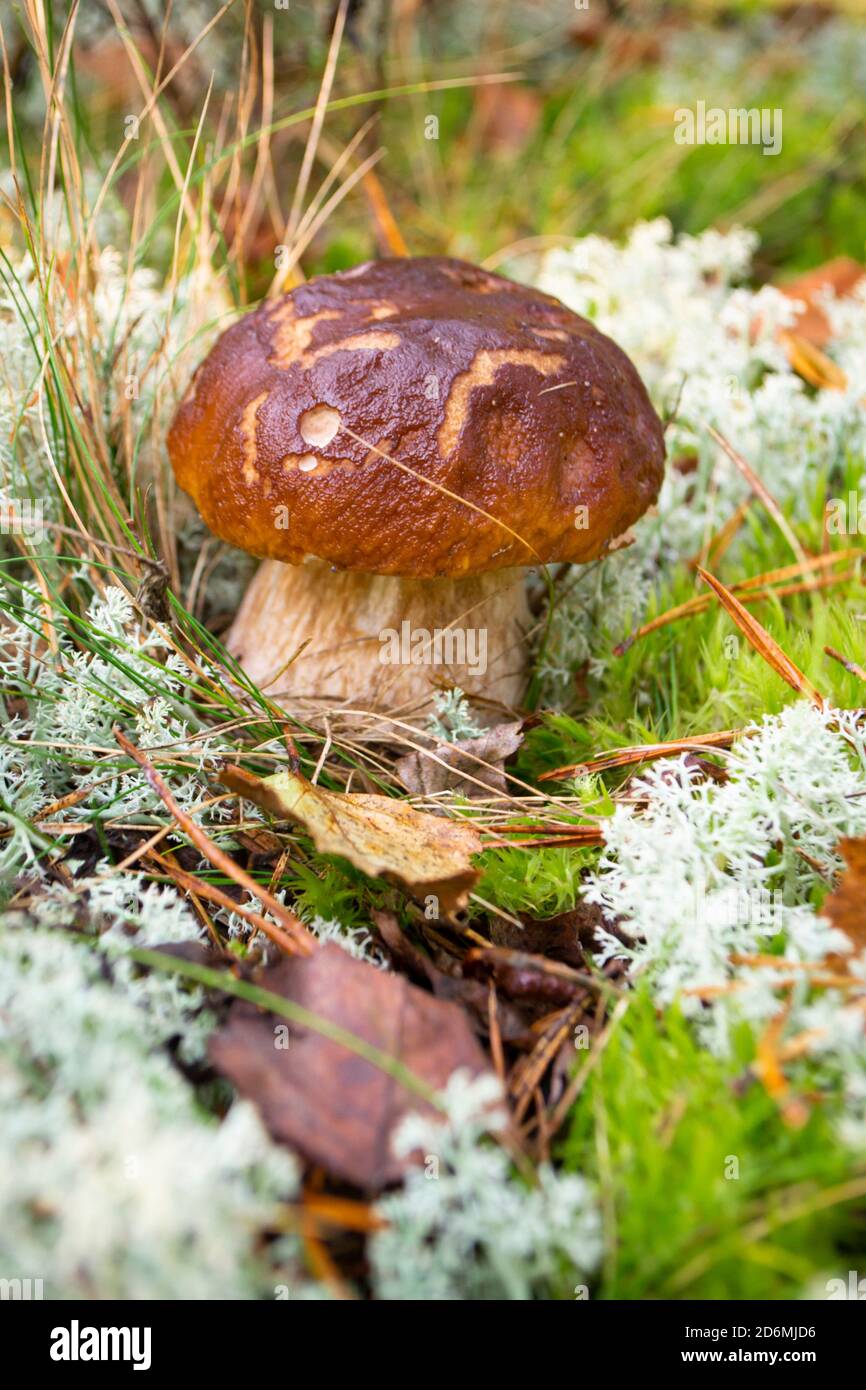 A cep mushroom grows in the wild forest. Edible porous boletus mushroom ...