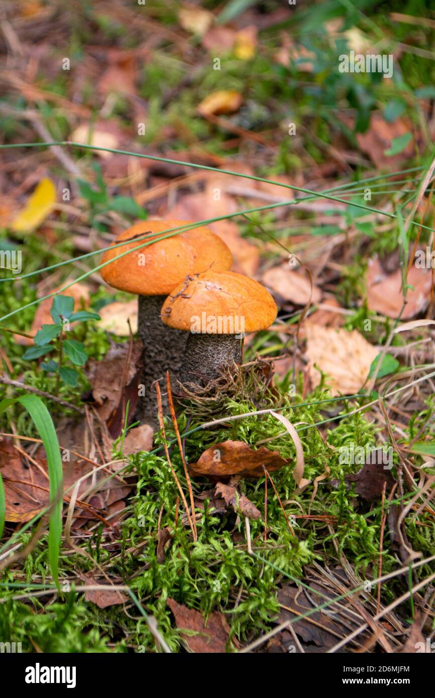 Two orange cap boletus. Crop of forest edible mushrooms. young boletus ...
