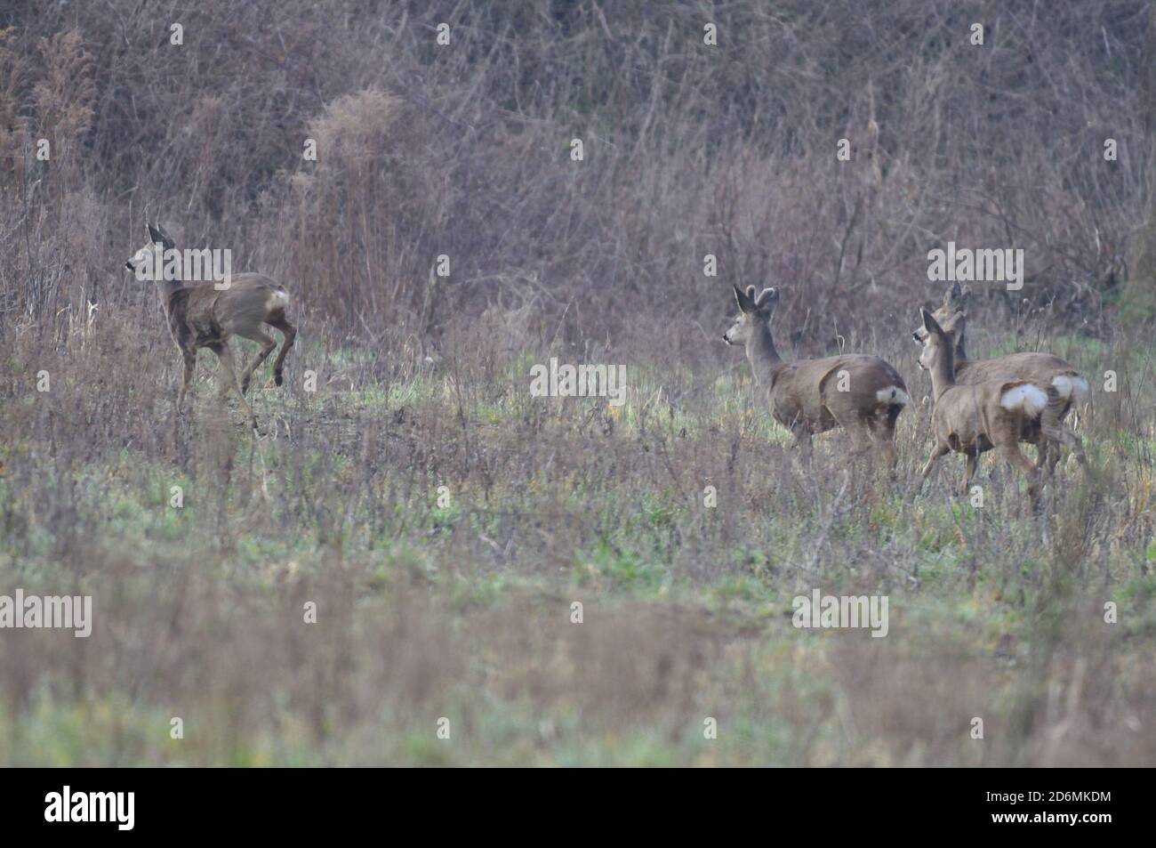 British deer hi-res stock photography and images - Alamy
