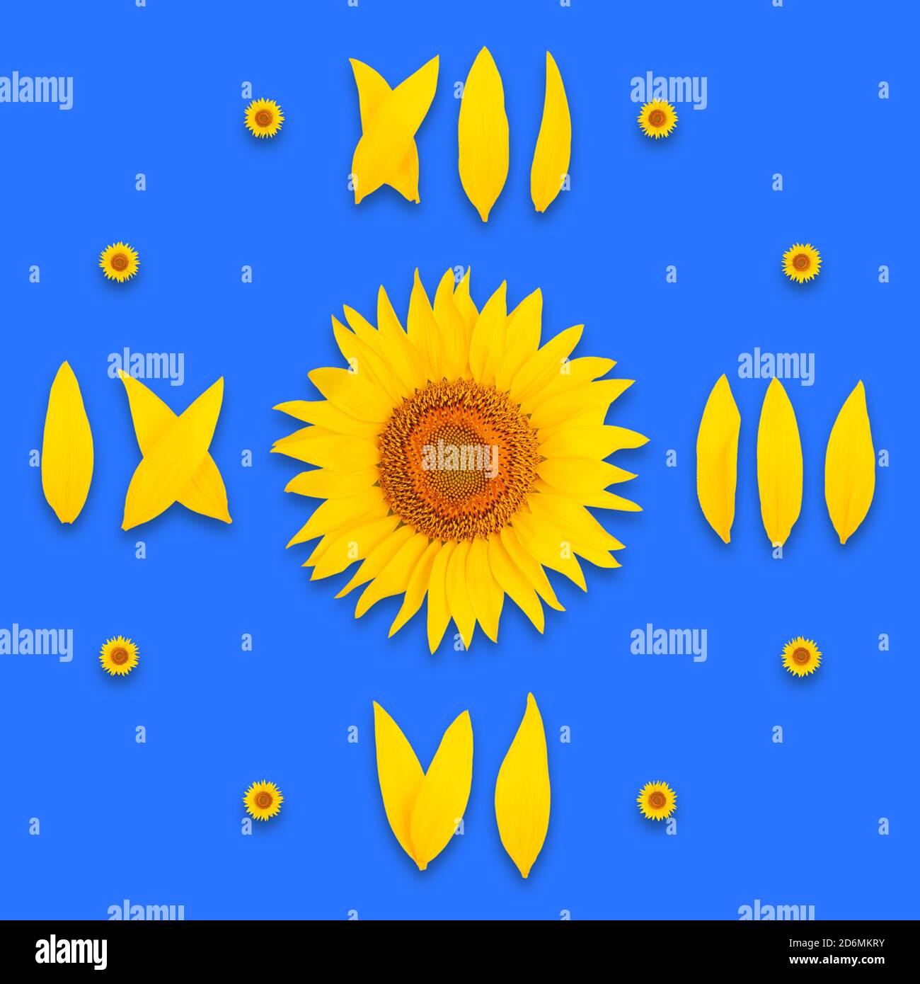 sunflower clock dial on blue background, isolate Stock Photo - Alamy