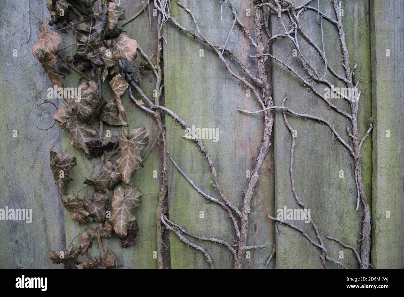Dead ivy leaves hi-res stock photography and images - Alamy