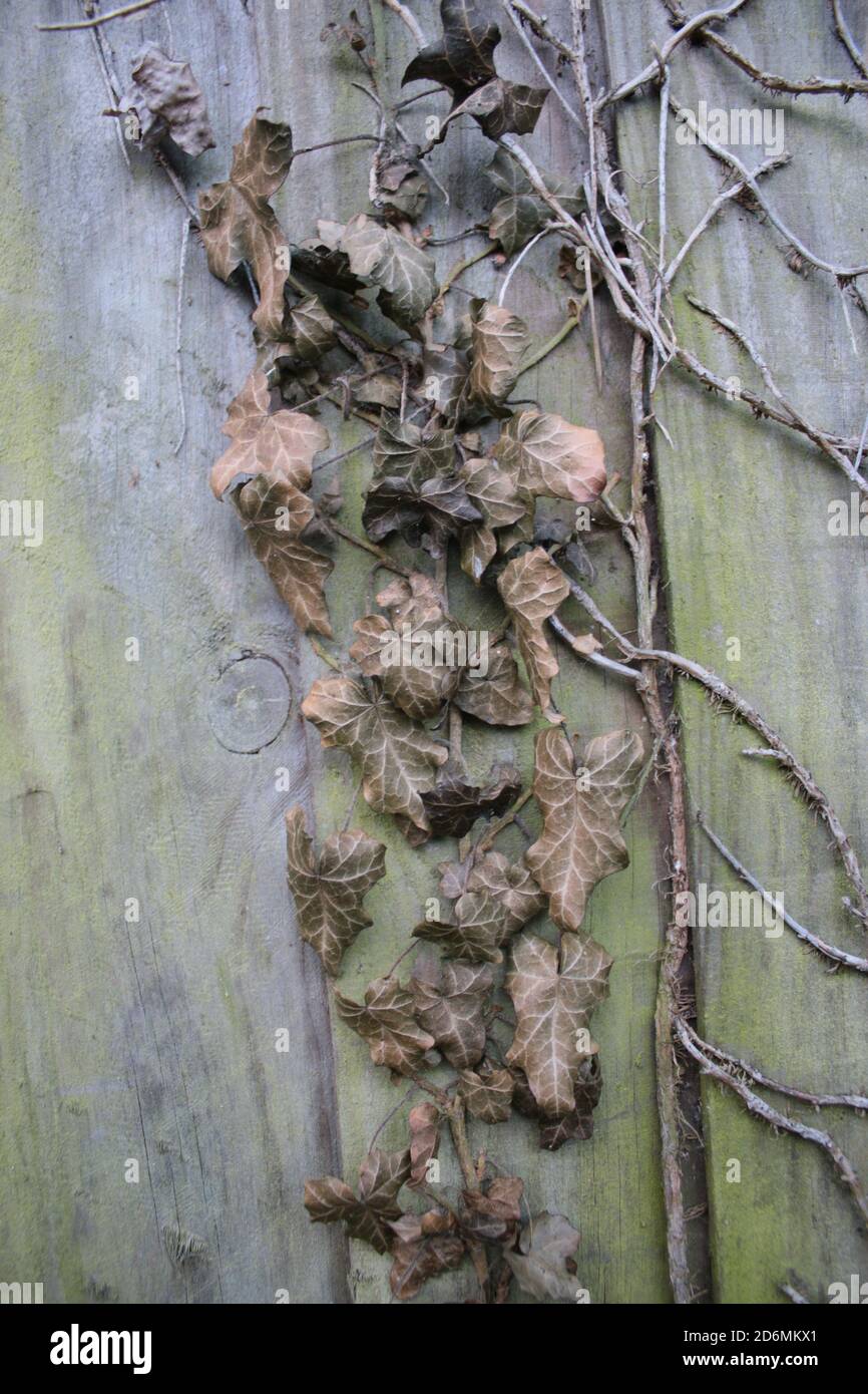 Dead ivy leaves hi-res stock photography and images - Alamy