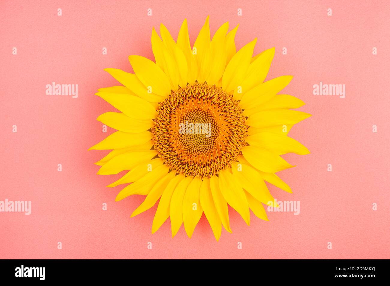Pink sunflower hi-res stock photography and images - Alamy